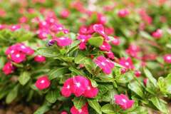 How to Take Care of Vinca Flowers
