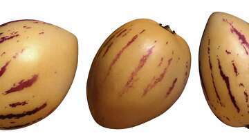 How to Grow Pepinos in a Pot