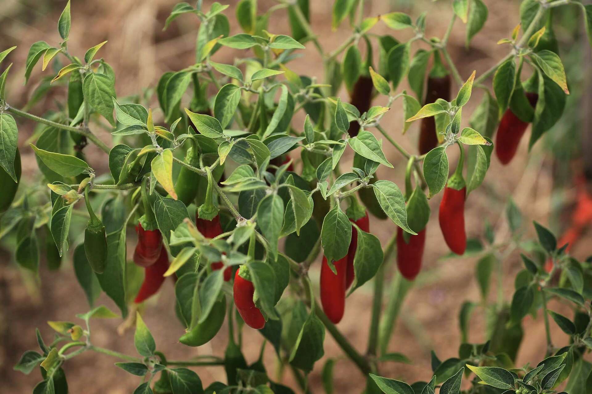 How to Grow Peppers on a Trellis