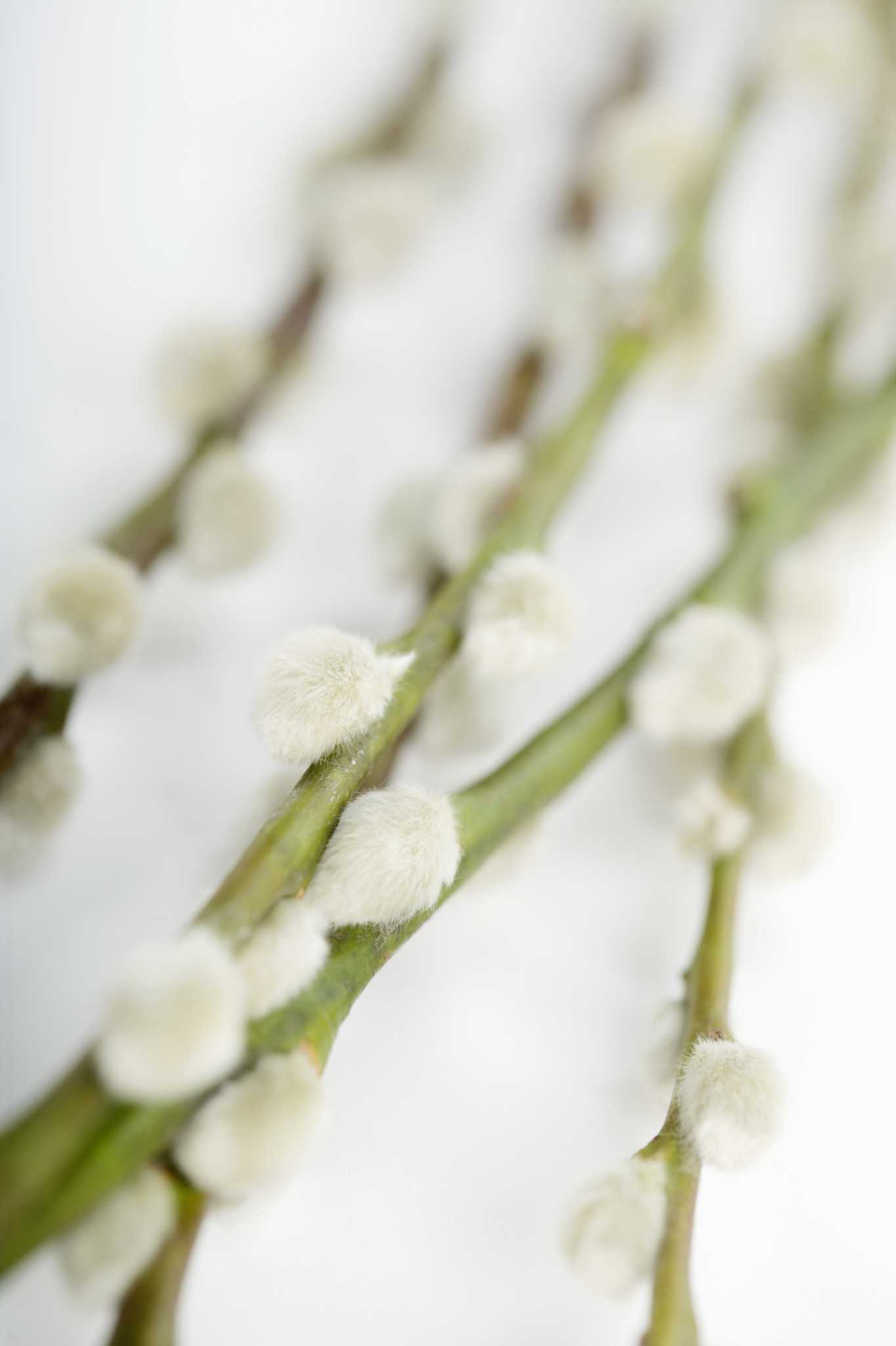 How to Take Care of a Willow Shrub