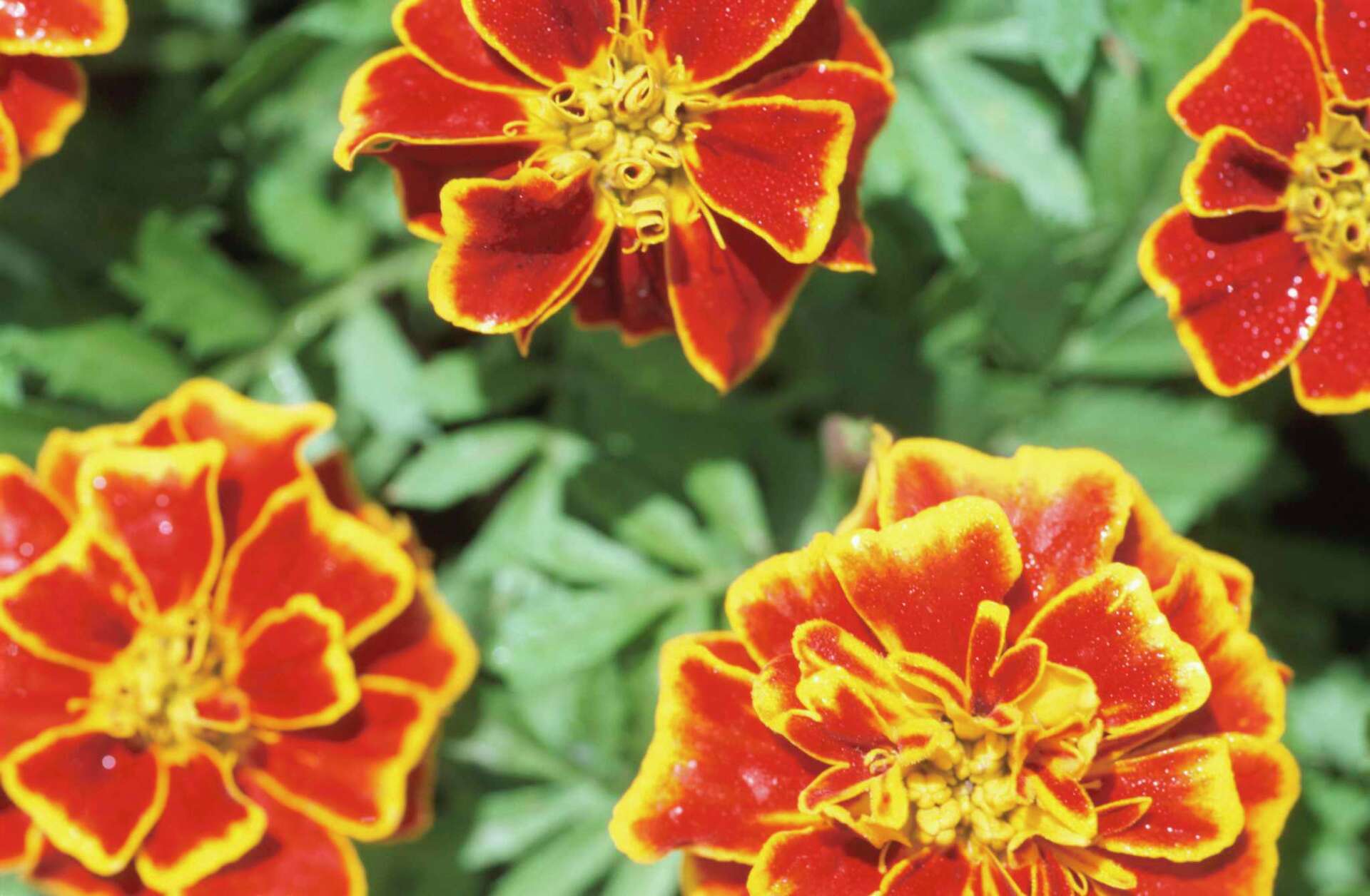 The Best Marigold as a Vegetable Garden Companion