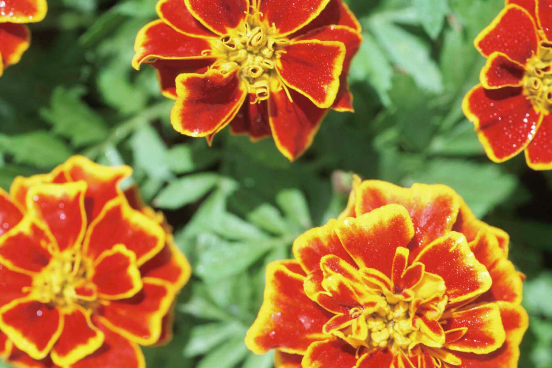 How to Grow Petite Mix Marigolds