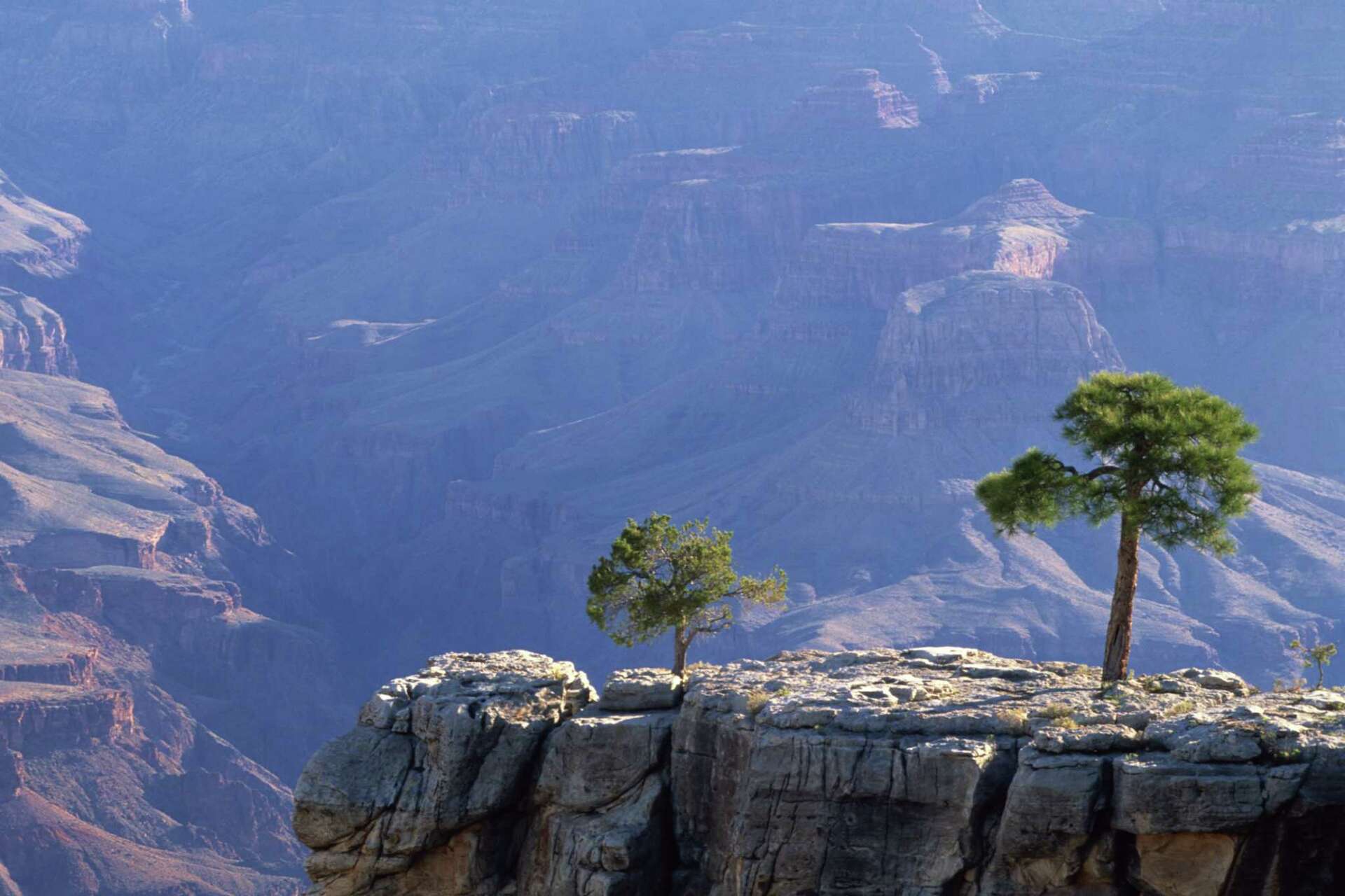 How to Grow Pinion Pine From Seed