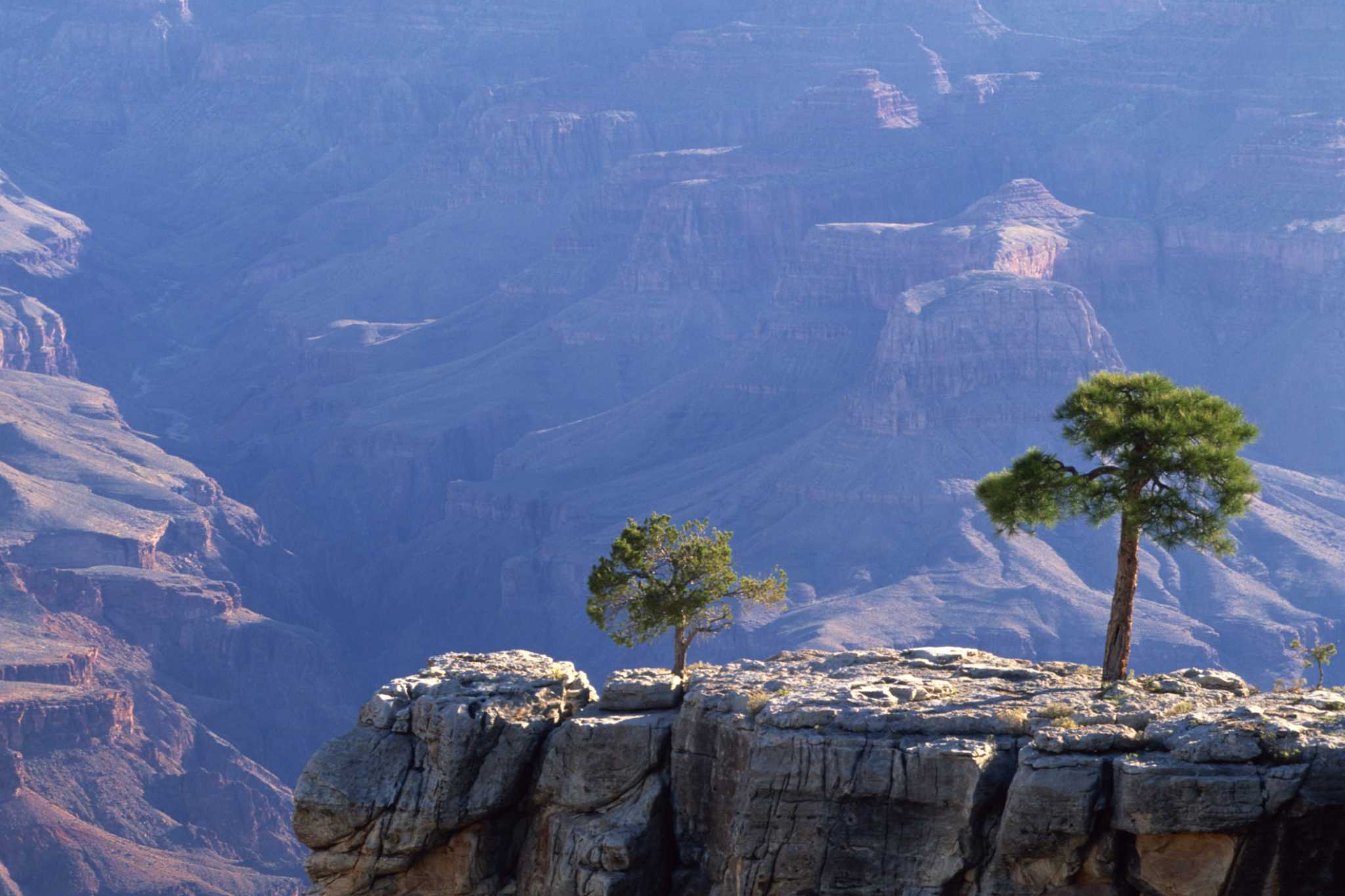 How to Grow Pinion Pine From Seed
