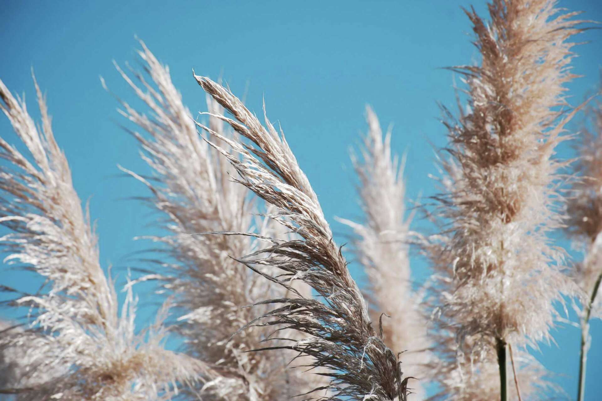 How to Grow Pink Pampus Grass From the Seed