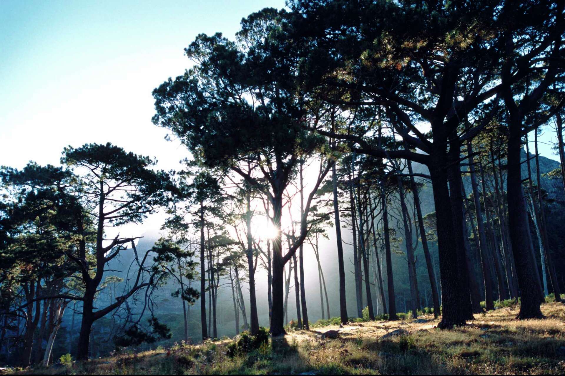 How to Grow a Pinus Pinea