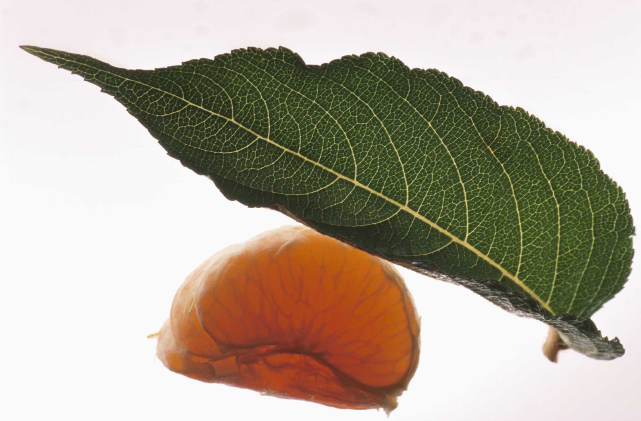 Caring for an Indoor Seedless Kishu Mandarin Tree