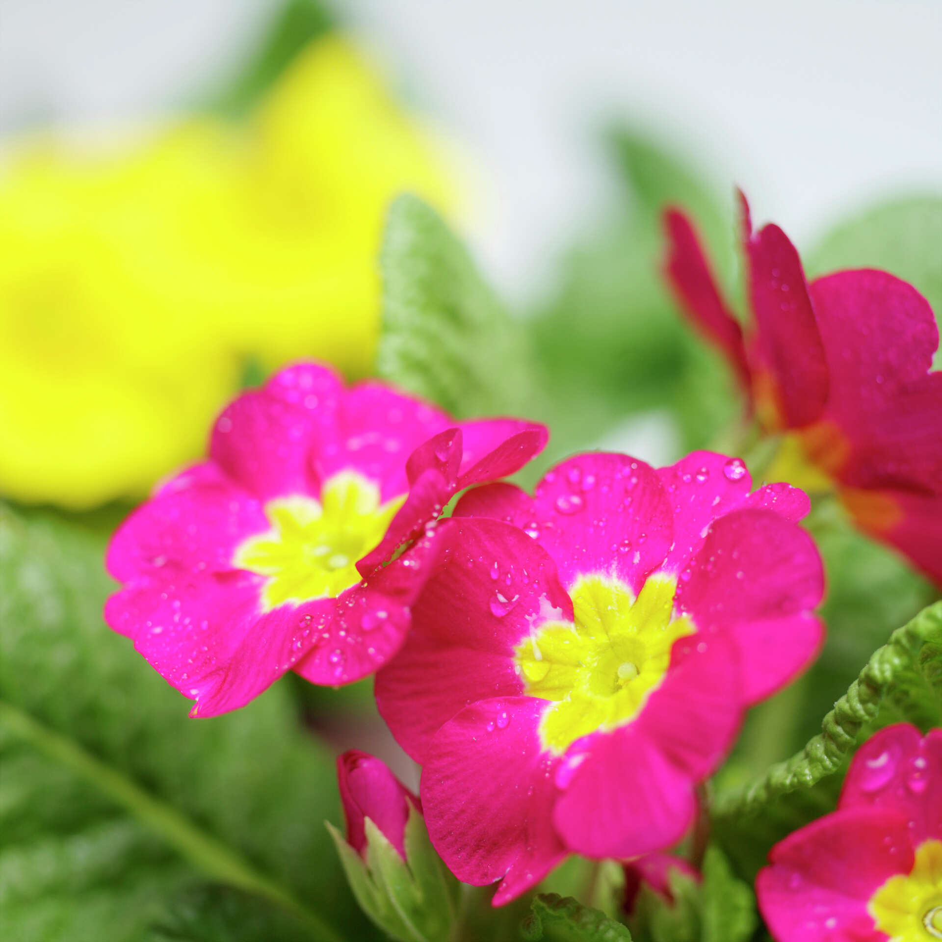 Primrose Pests