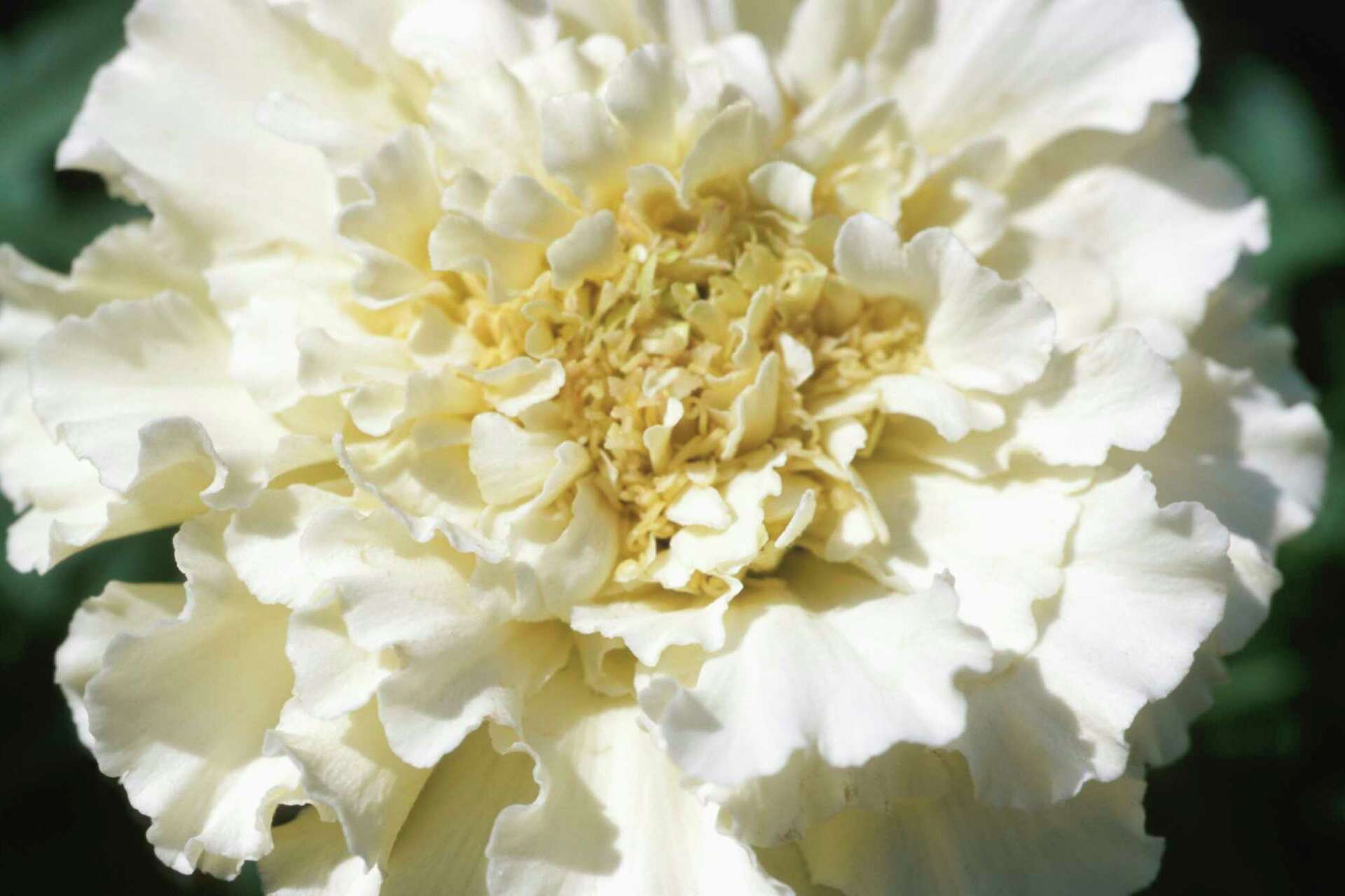 How Is a Carnation Pollinated?