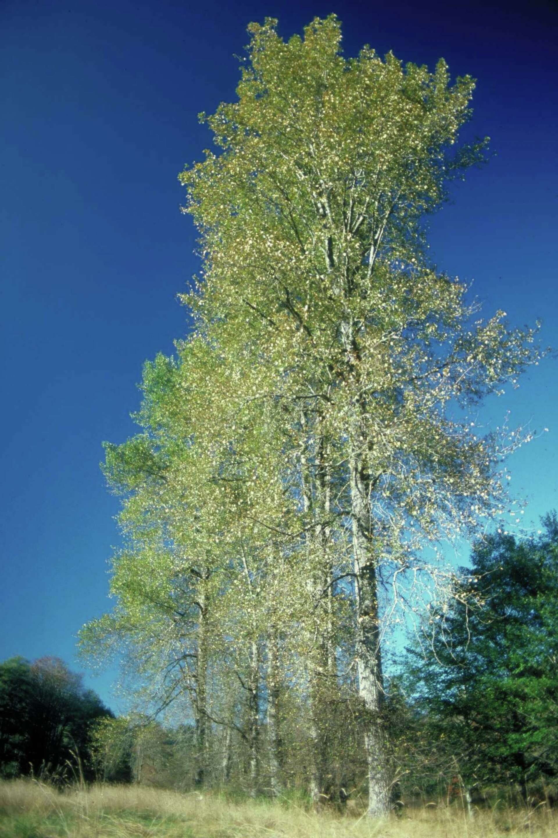 Propagating Hybrid Poplar Trees With Hardwood Cuttings