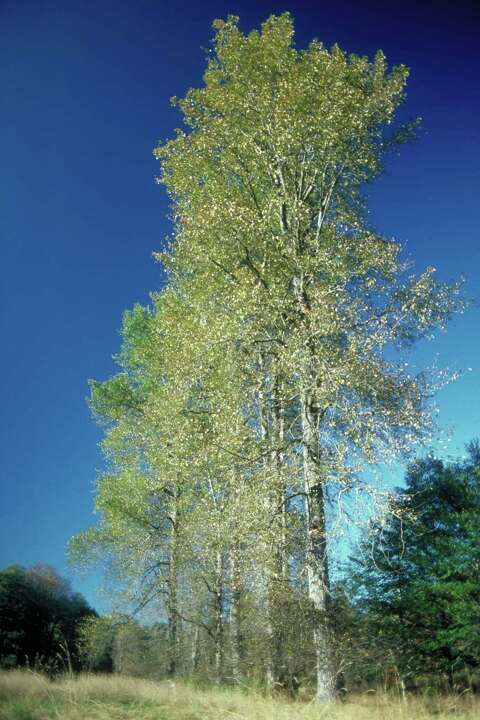 Propagating Hybrid Poplar Trees With Hardwood Cuttings