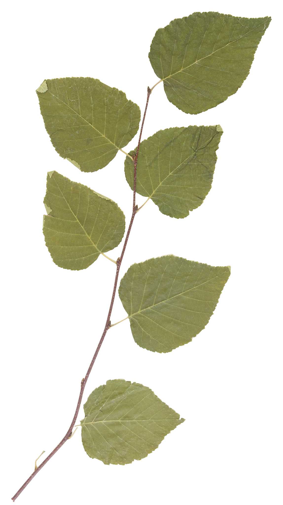 How to Grow a Poplar Tree From a Sucker