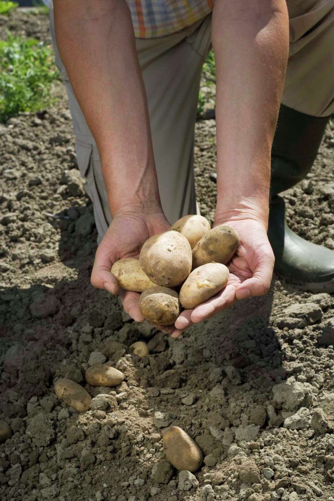 How to Grow Potatoes Above Ground With Bed Fencing