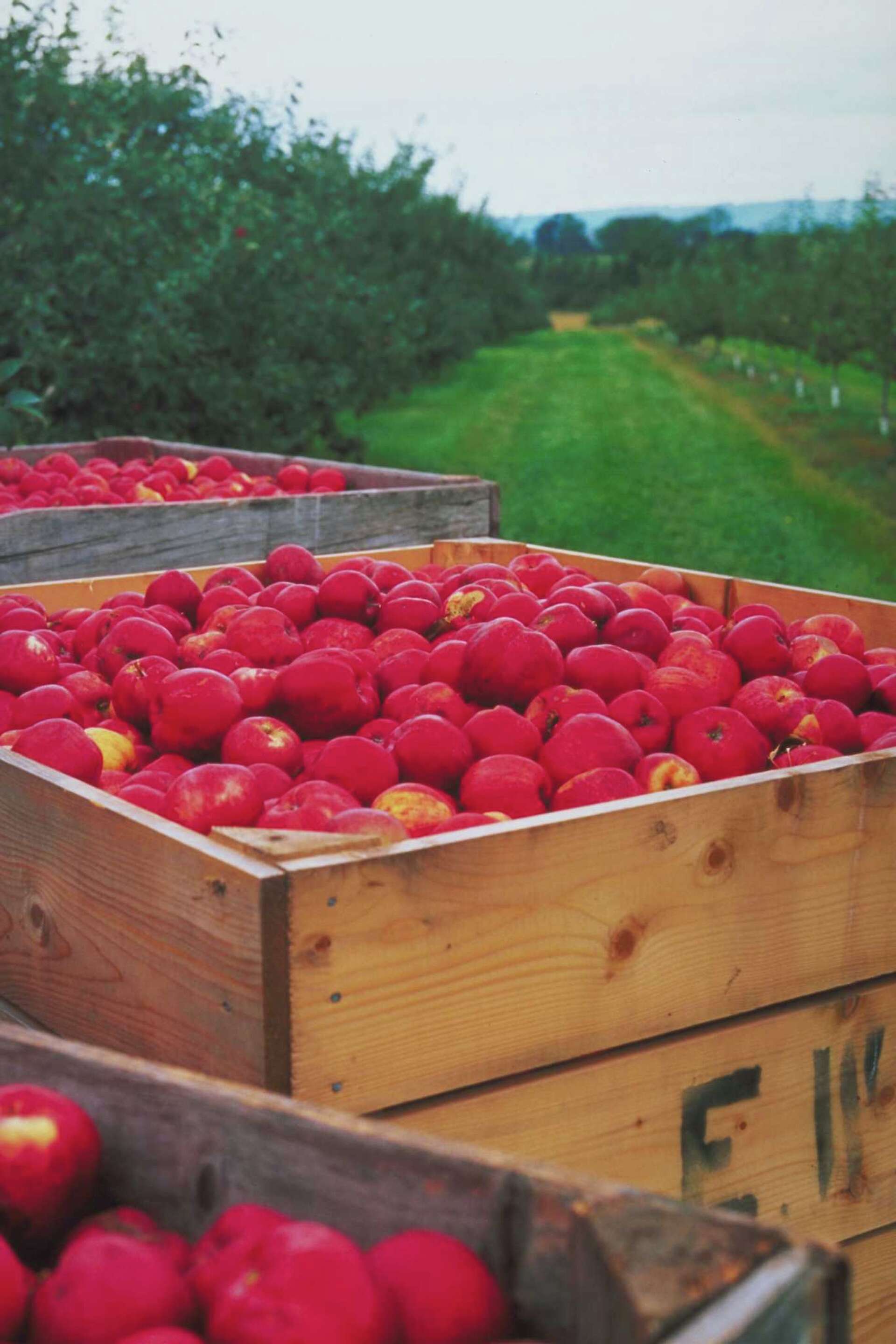 Carolina Red June Apple Tree Plants
