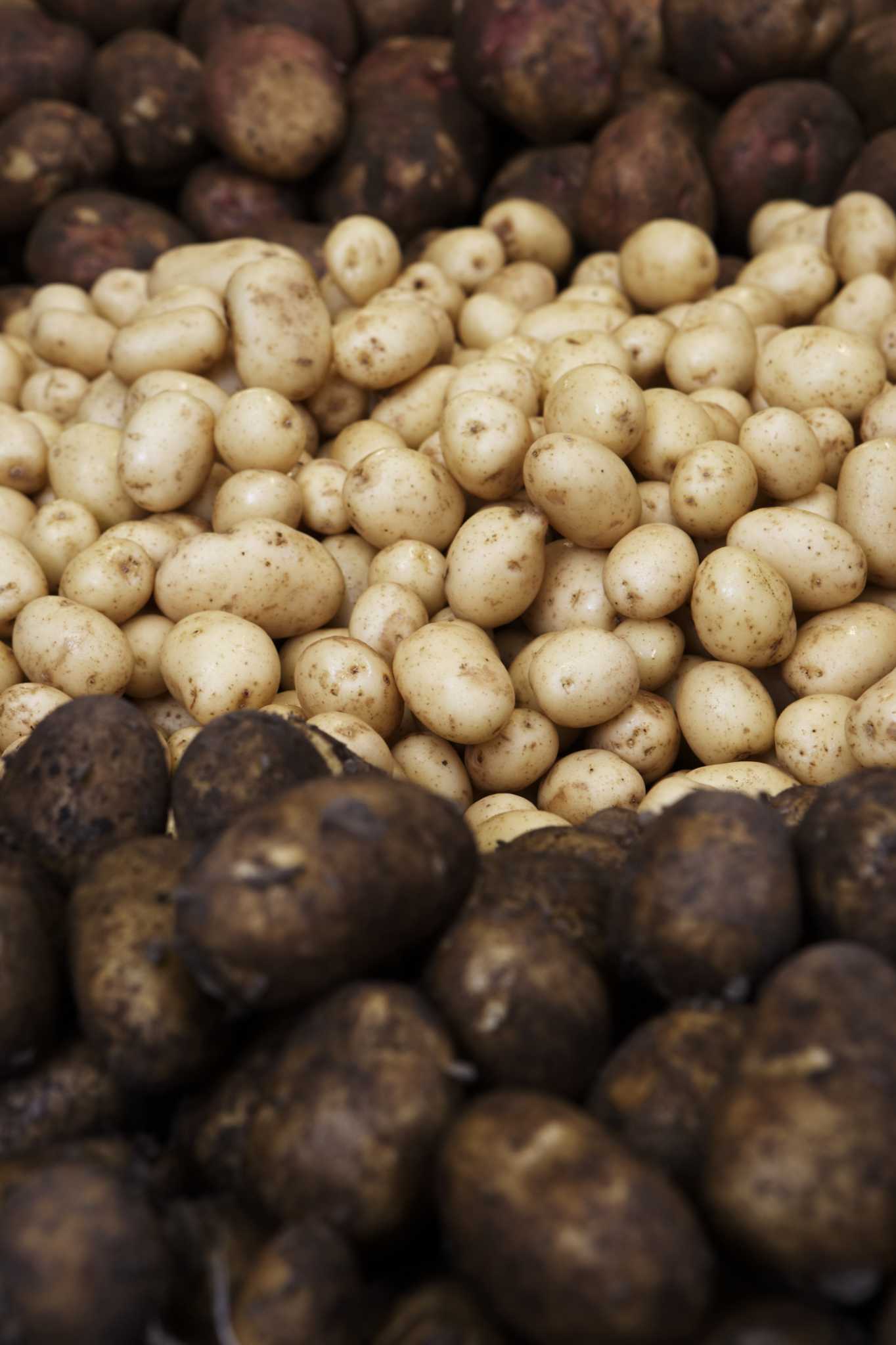 How to Grow Potatoes in Seaweed