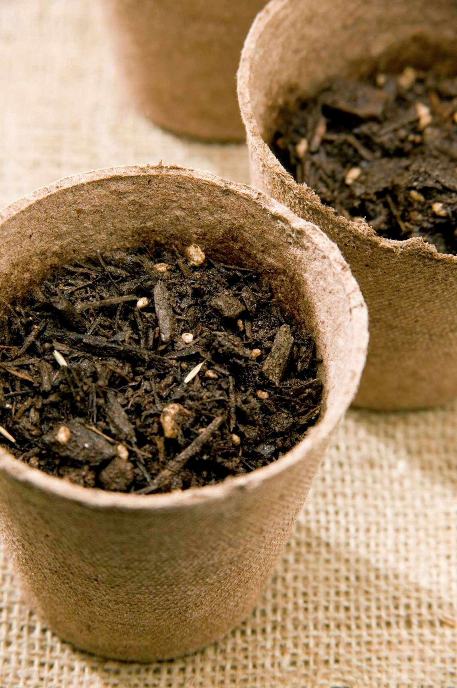 How to Grow Pride of Madeira Seeds