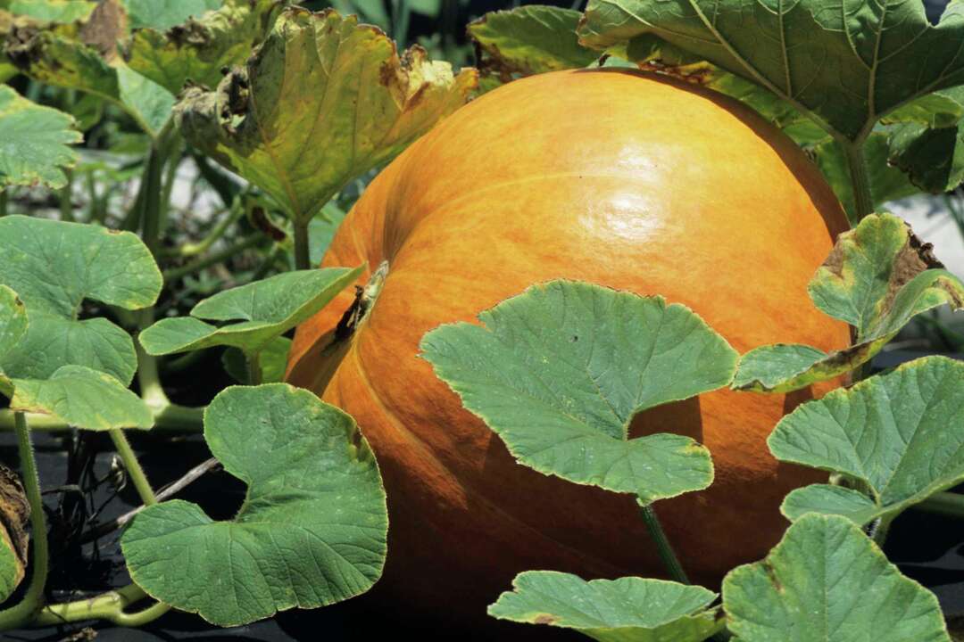 How to Grow Prizewinner Pumpkins