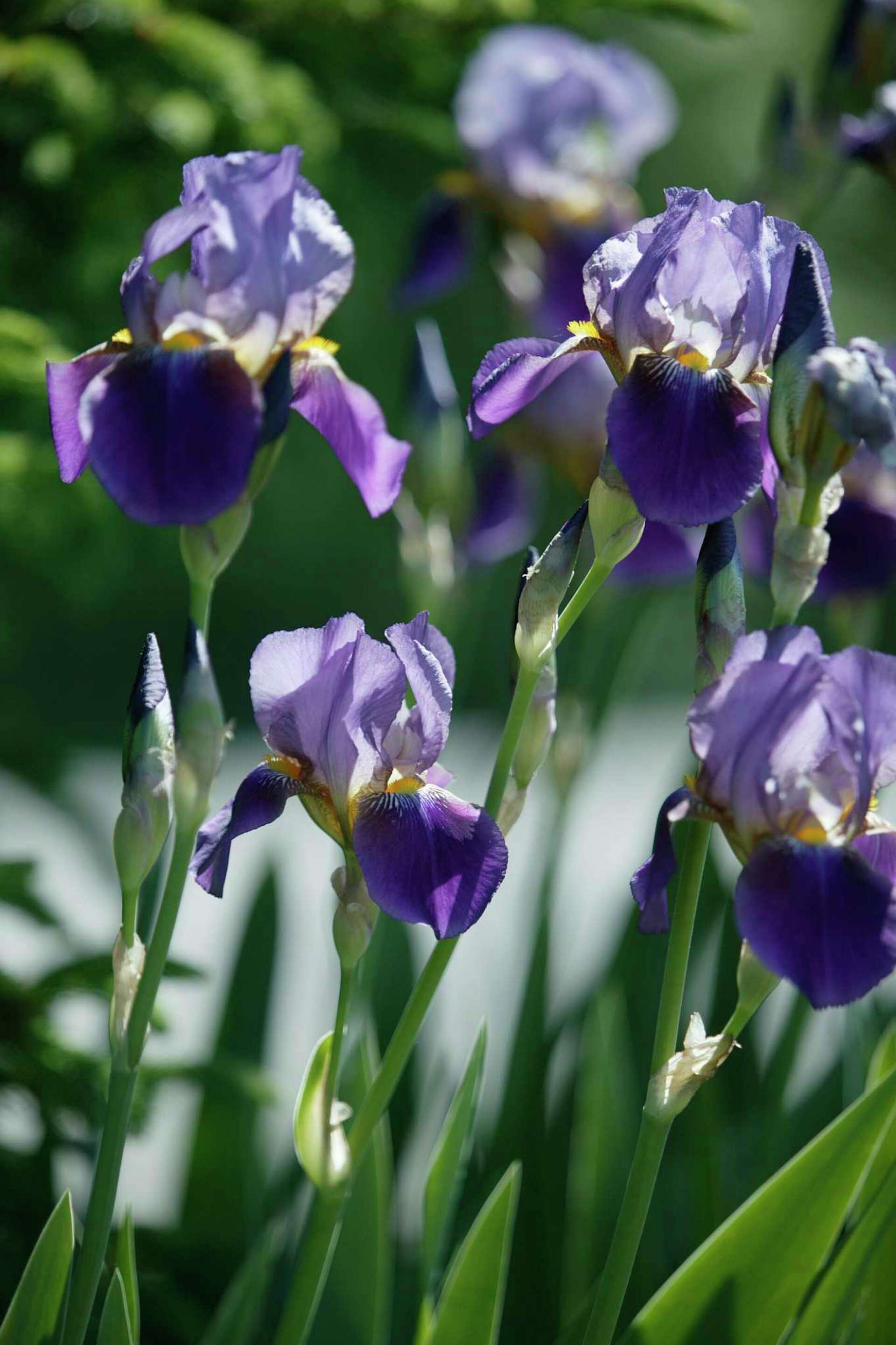 A Plant With Sword-Shaped Leaves & Showy Brightly Colored Flowers