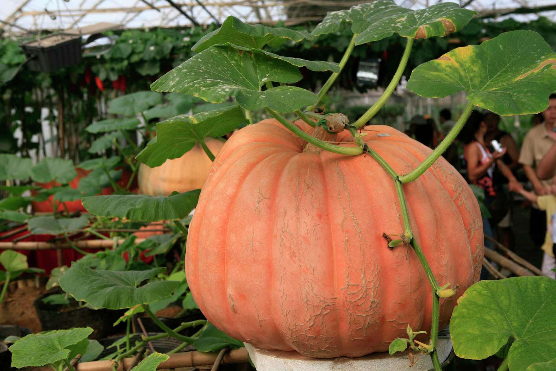 How to Grow Pumpkins in a Mold to Create Faces