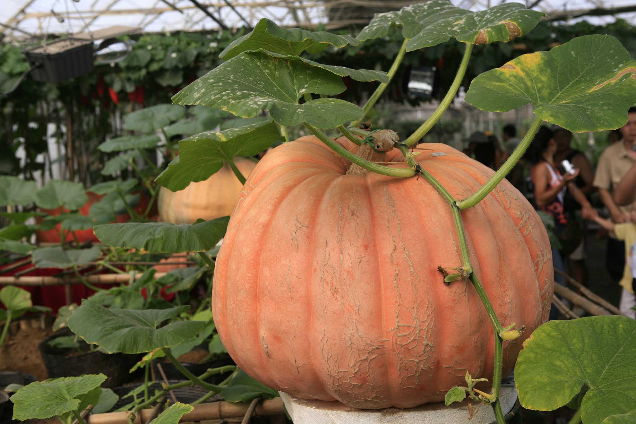 How to Grow Pumpkins in a Mold to Create Faces