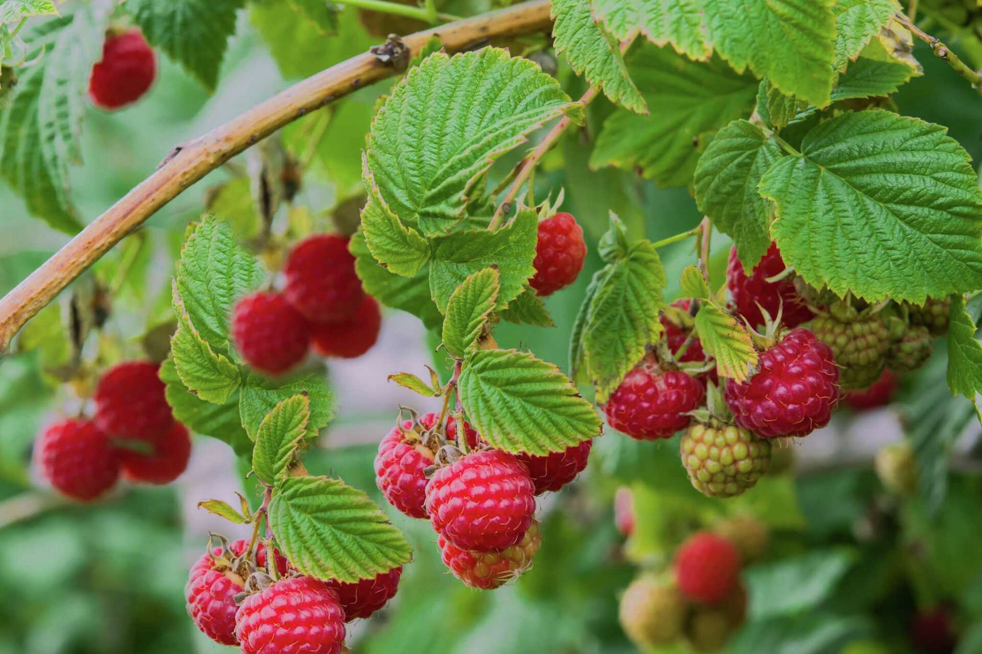 How to Grow Raspberries From Seeds