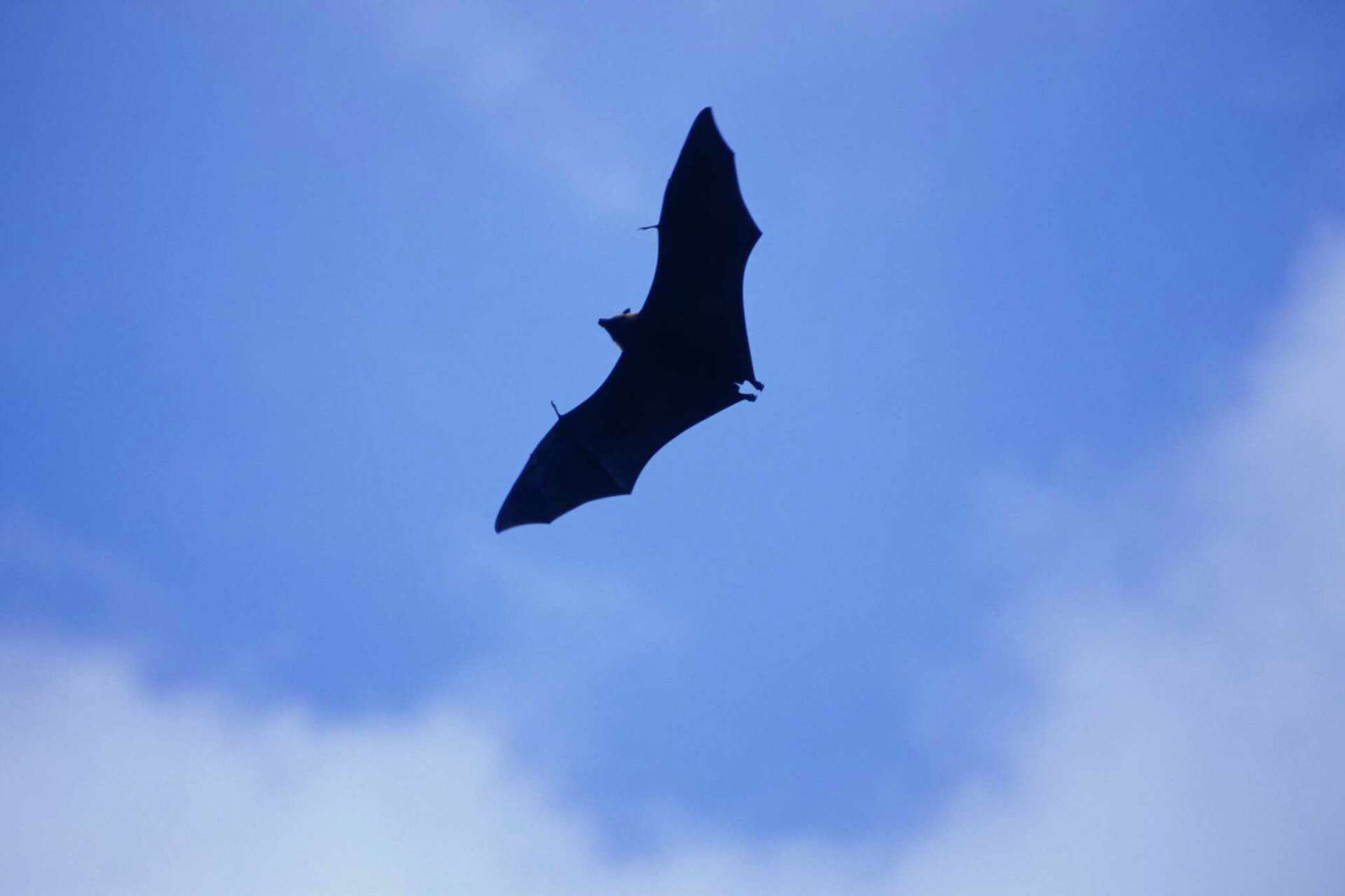 How to Get Rid of Bats Behind Shutters