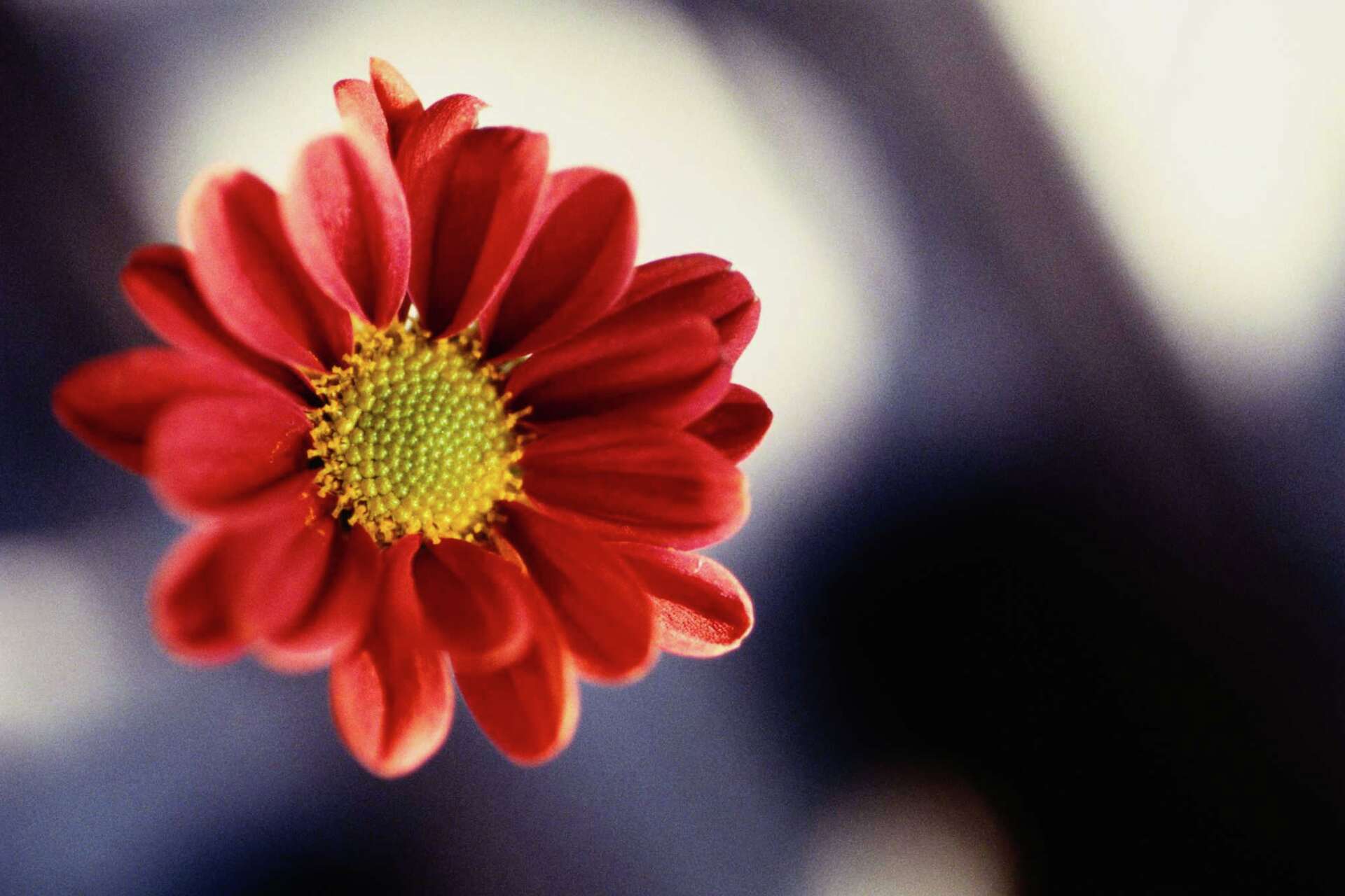 How to Grow Red Painted Daisies