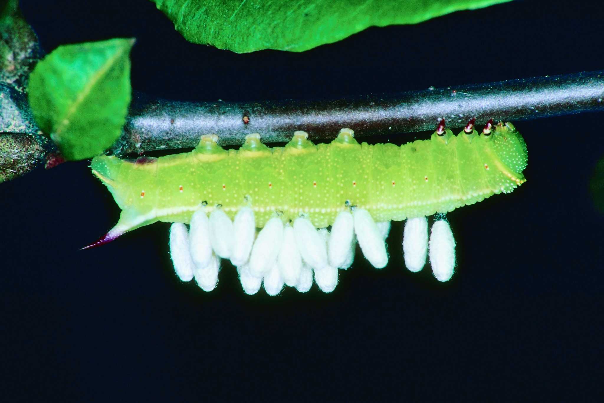 Caterpillar That Eats Angel's Trumpet