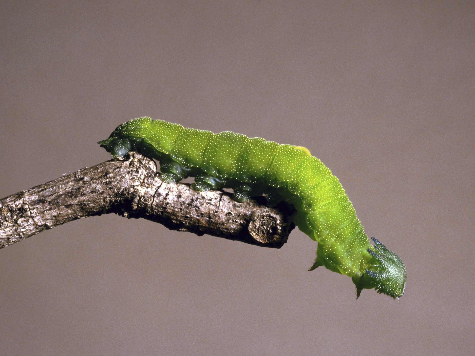 How to Treat Ash Trees for Worms