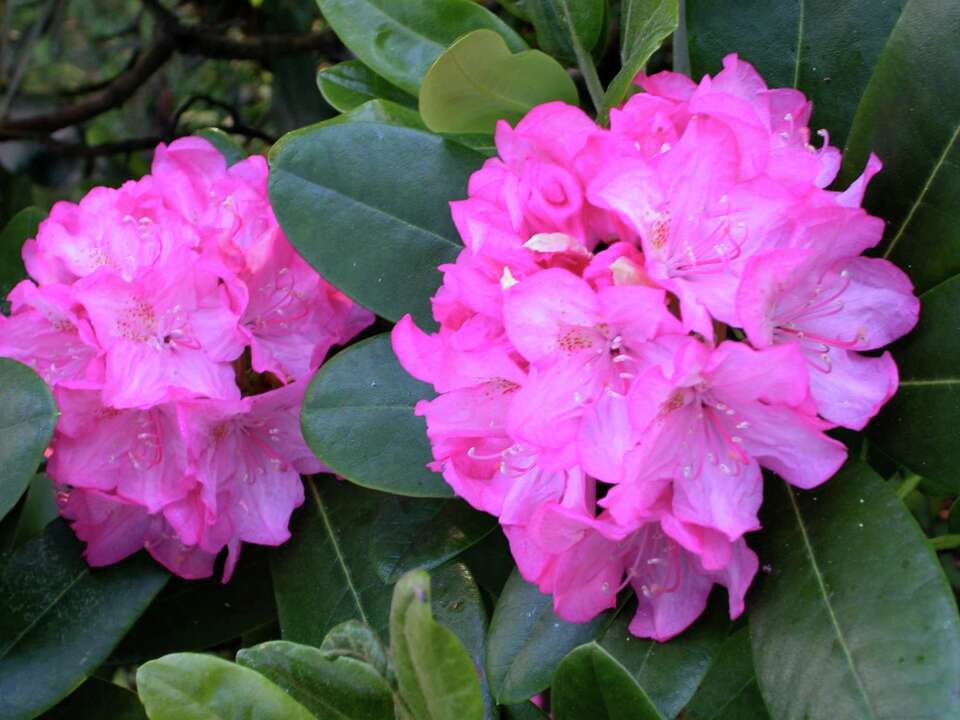 How to Grow Rhododendrons in Containers