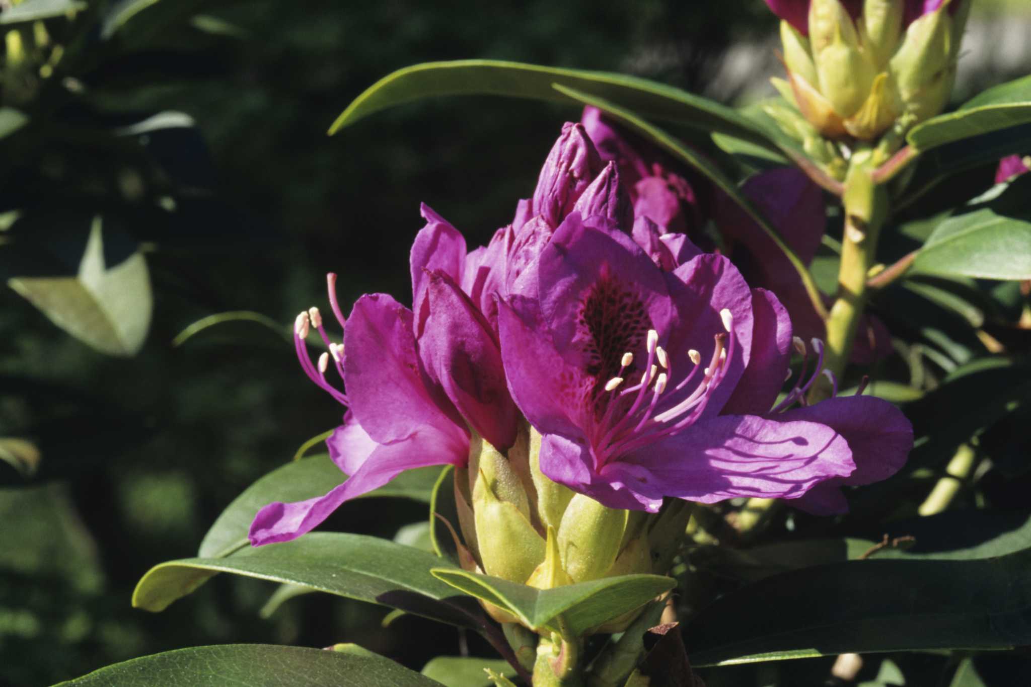 How to Grow a Rhododendron From a Seed
