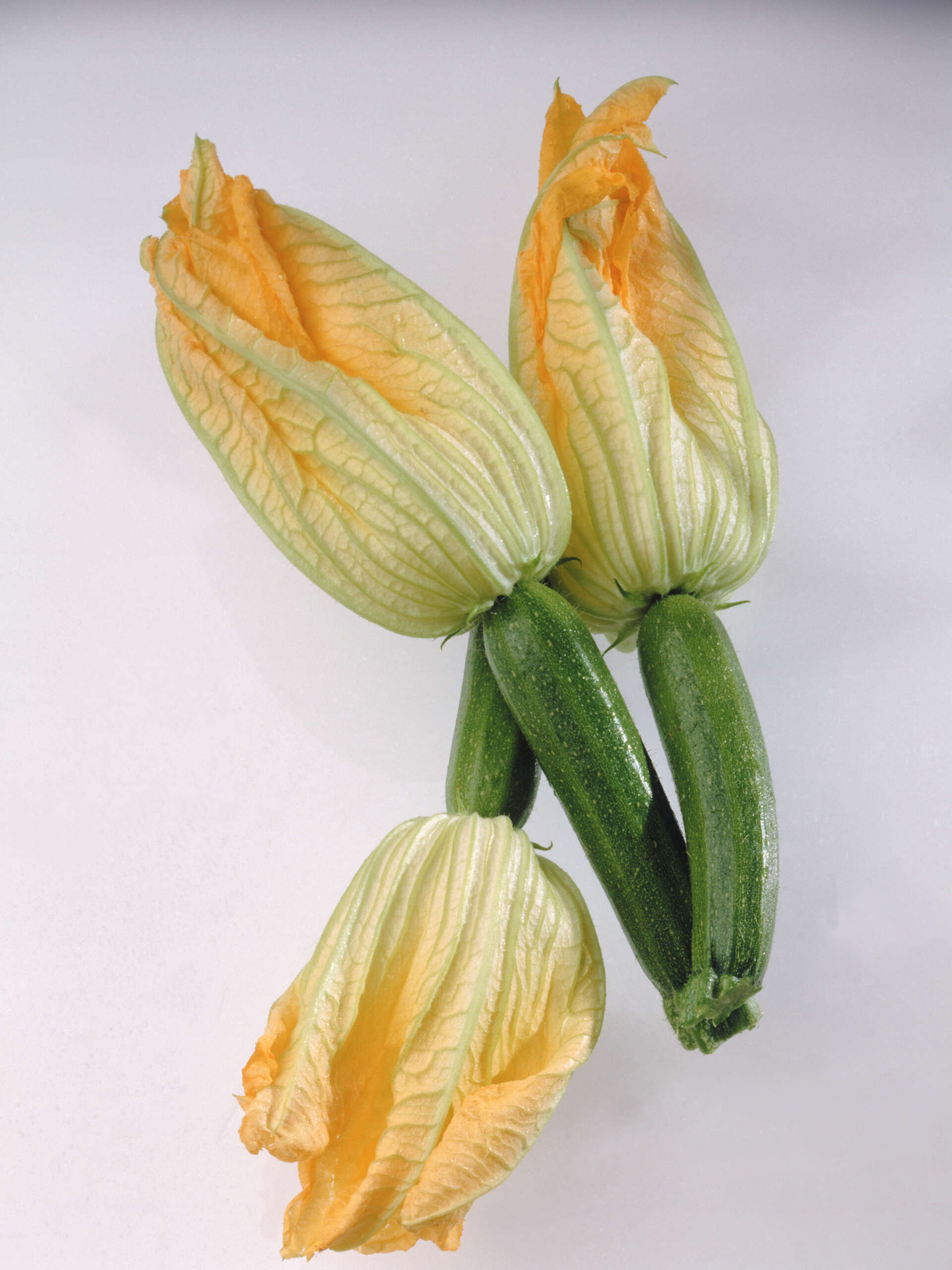 How to Grow Romanesco Zucchini