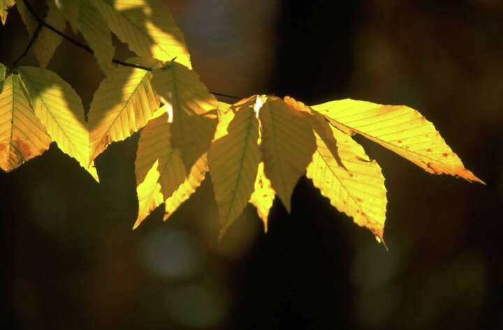 How to Grow a Sawtooth Oak