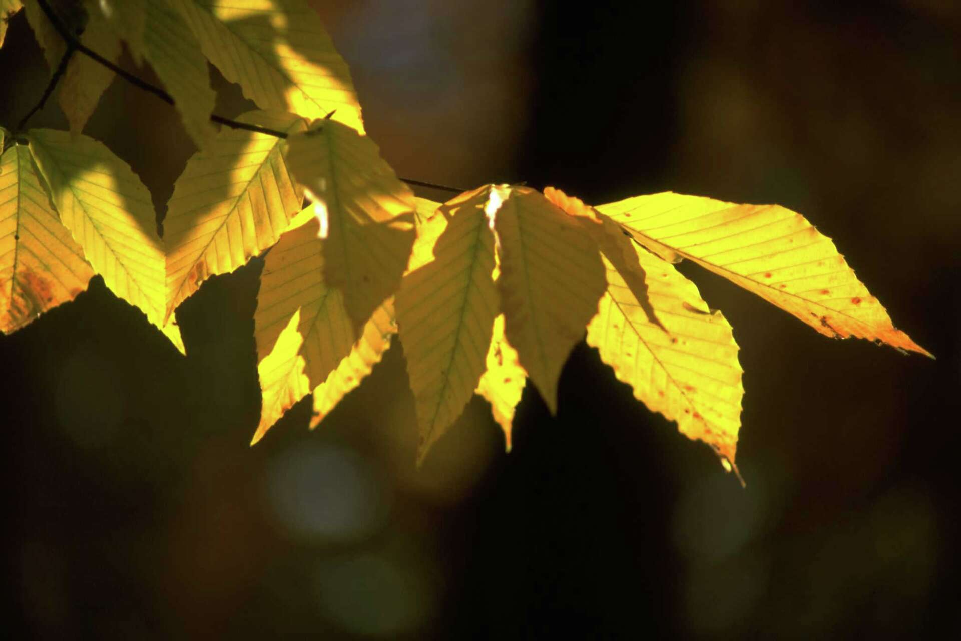 How to Grow a Sawtooth Oak