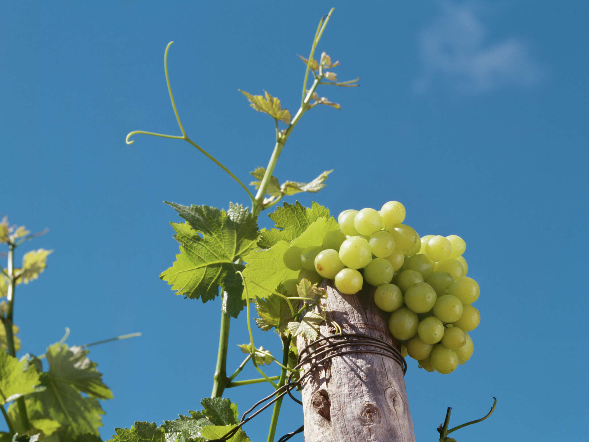 How to Grow a Seedless Grape