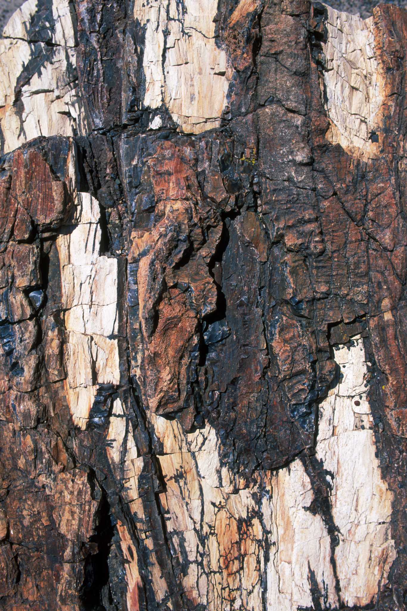 What Causes Bark on Tree Branches to Split?