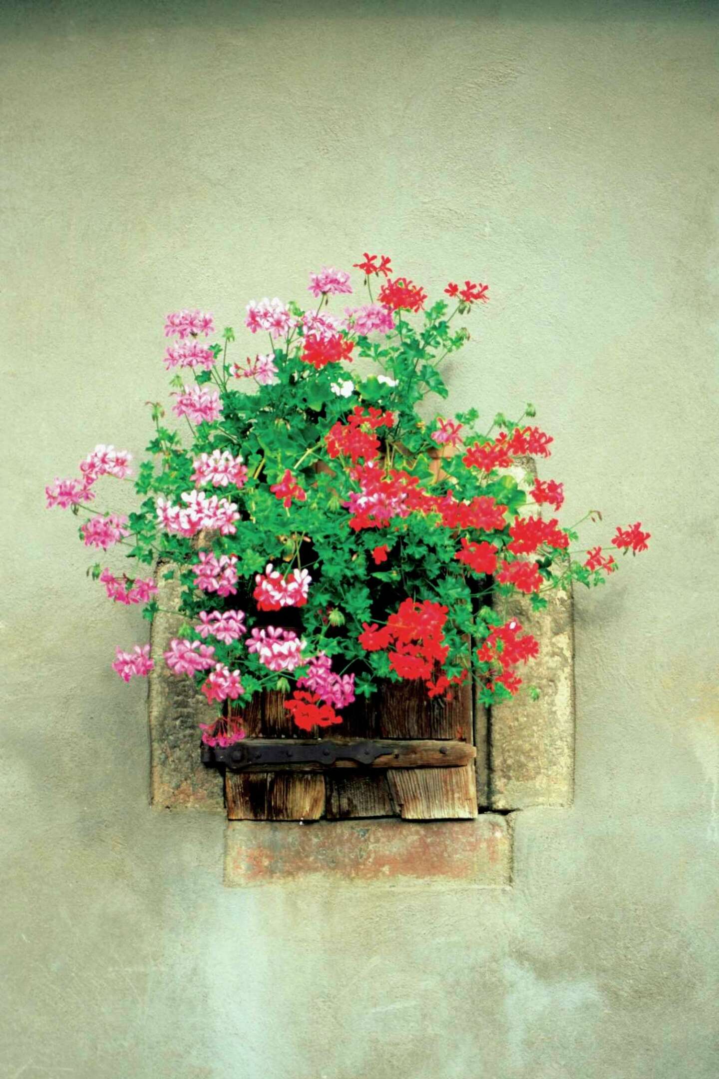 Seed Geraniums vs. Zonal Geraniums