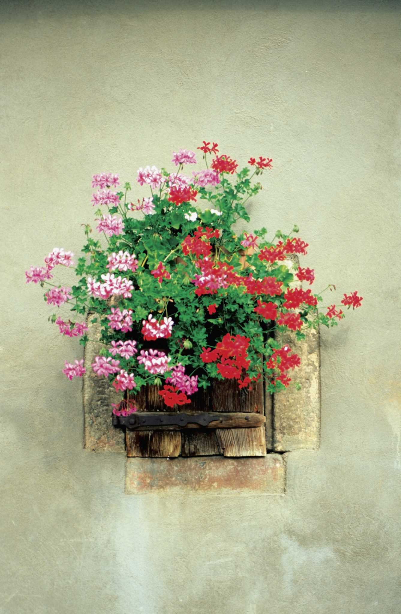 Seed Geraniums vs. Zonal Geraniums