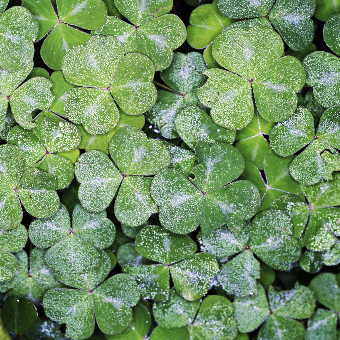 How to Grow Shamrocks From Seeds