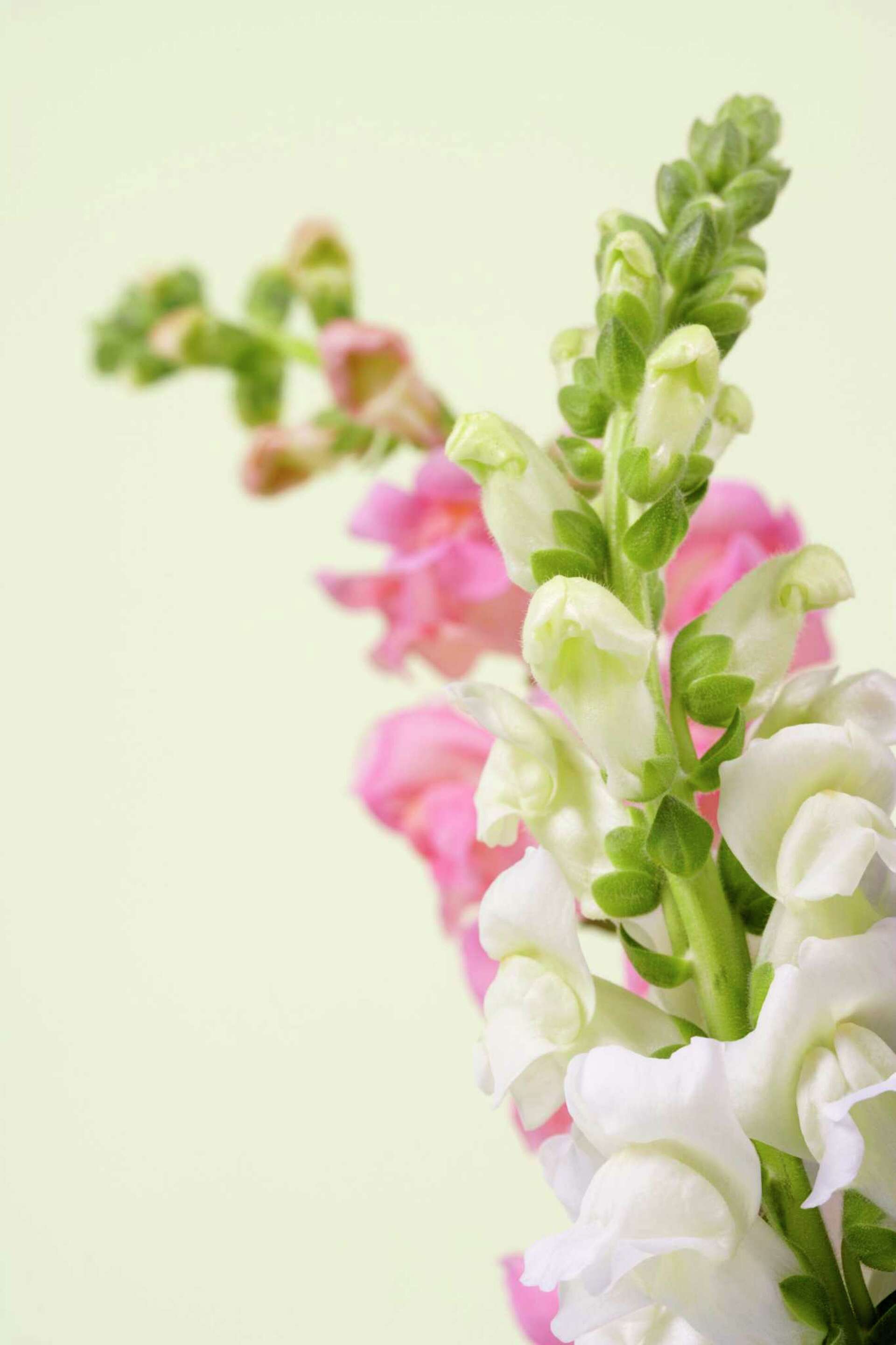 How to Grow Snapdragon as a Perennial