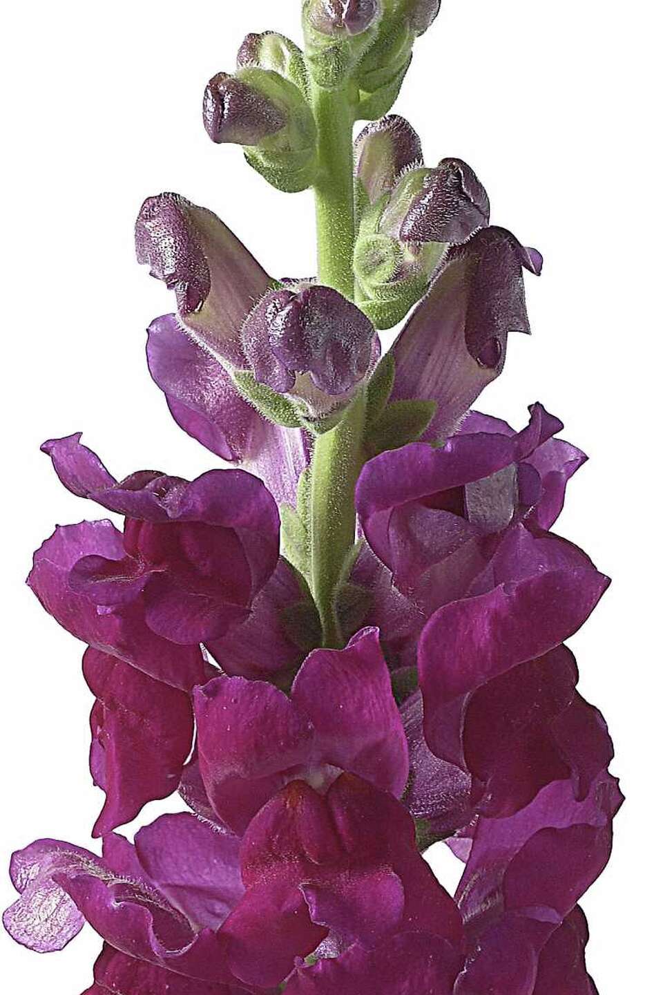 Important Facts on the Snapdragon Flower