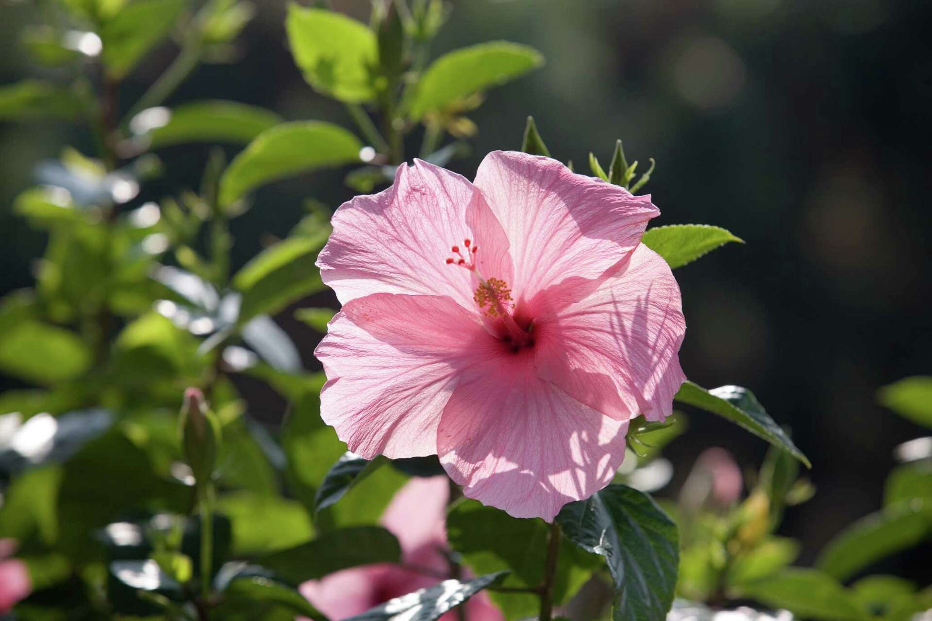 How to Grow a Standard Hibiscus