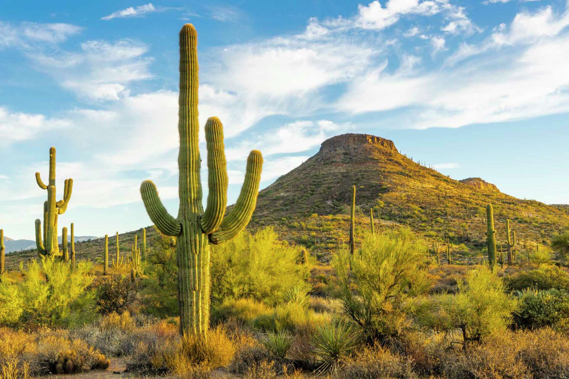 What Causes a Drooping Cactus?