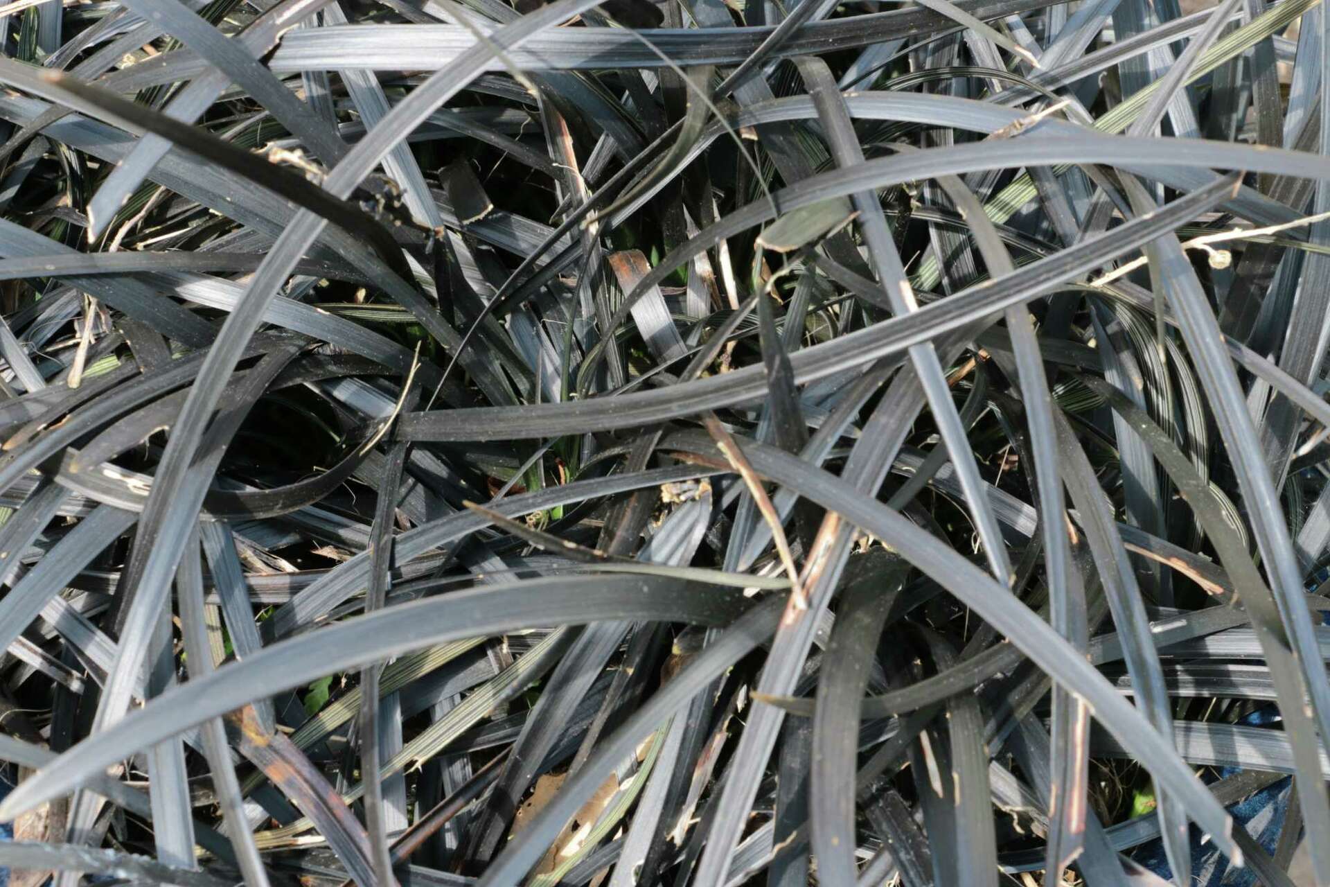 What Causes Dying, Black Grass