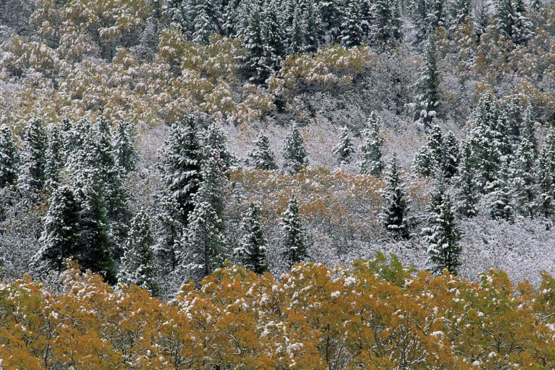 How to Grow a Subalpine Fir From Seed