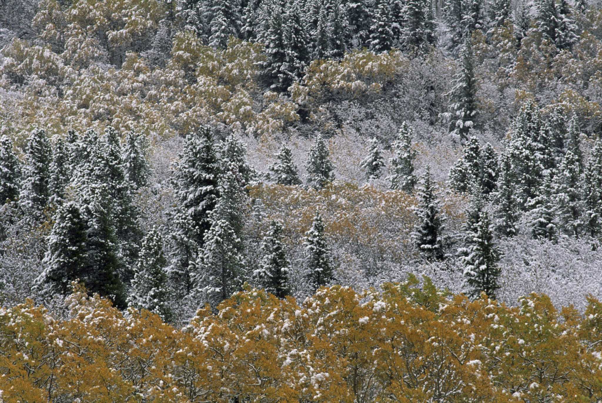 How to Grow a Subalpine Fir From Seed