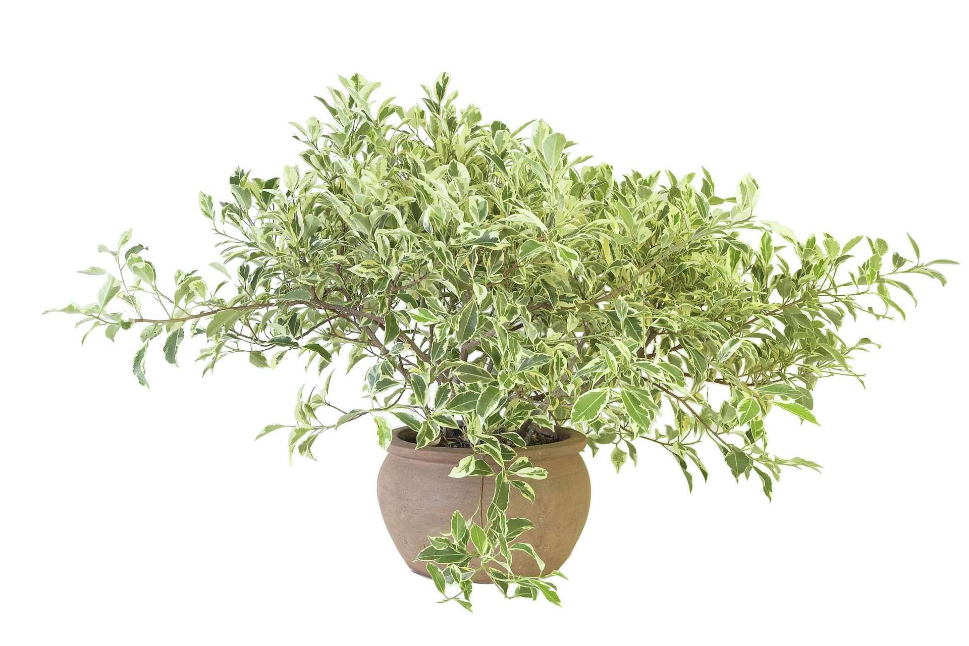 How to Grow Sweet Olive in a Container