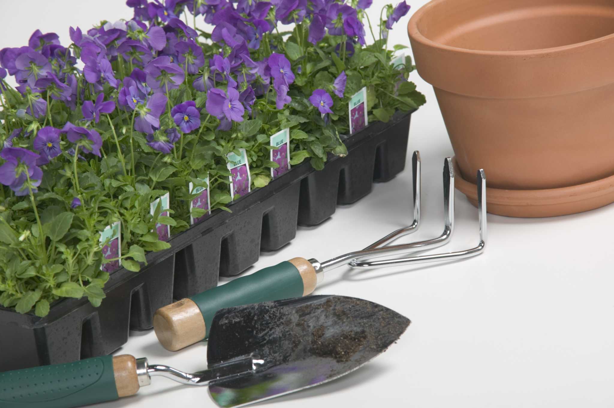 How to Grow Sweet Violet