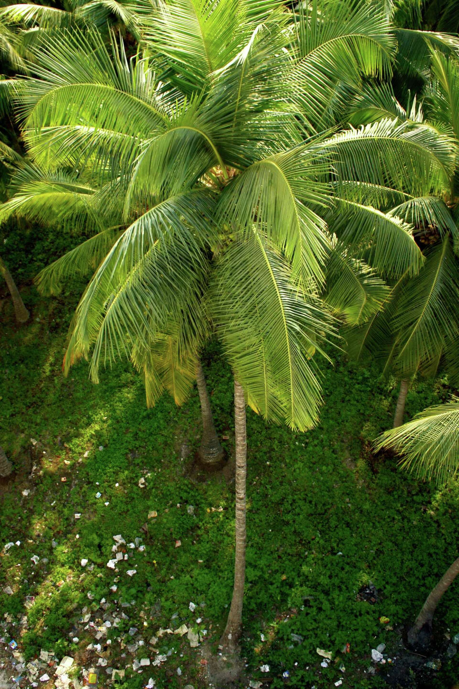 What Causes a Palm Tree to Fall?