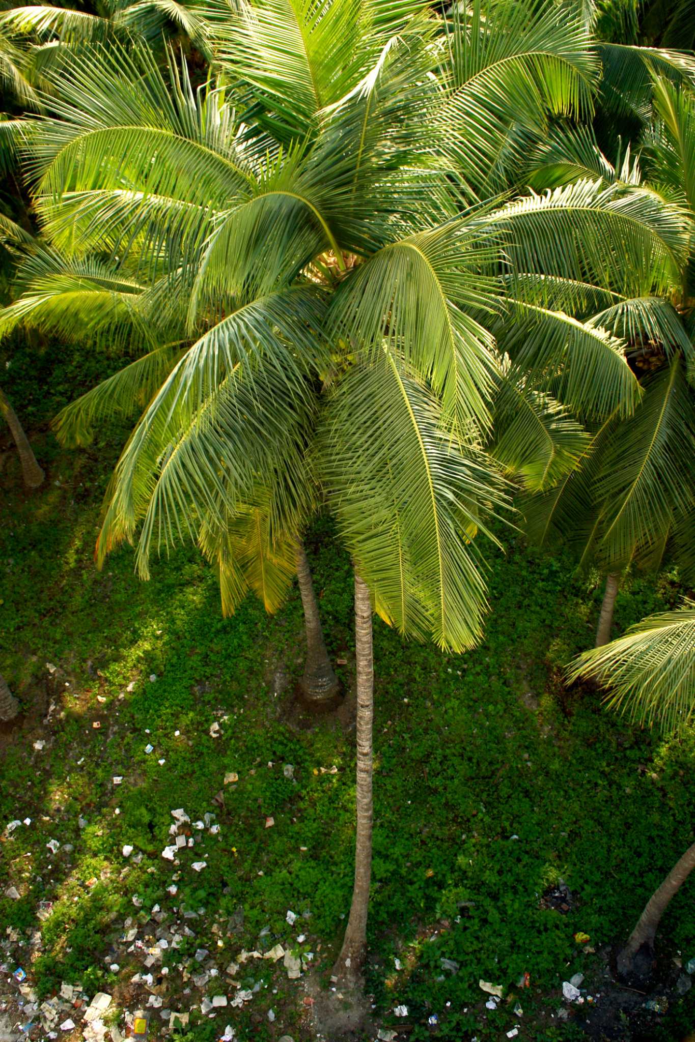 What Causes a Palm Tree to Fall?